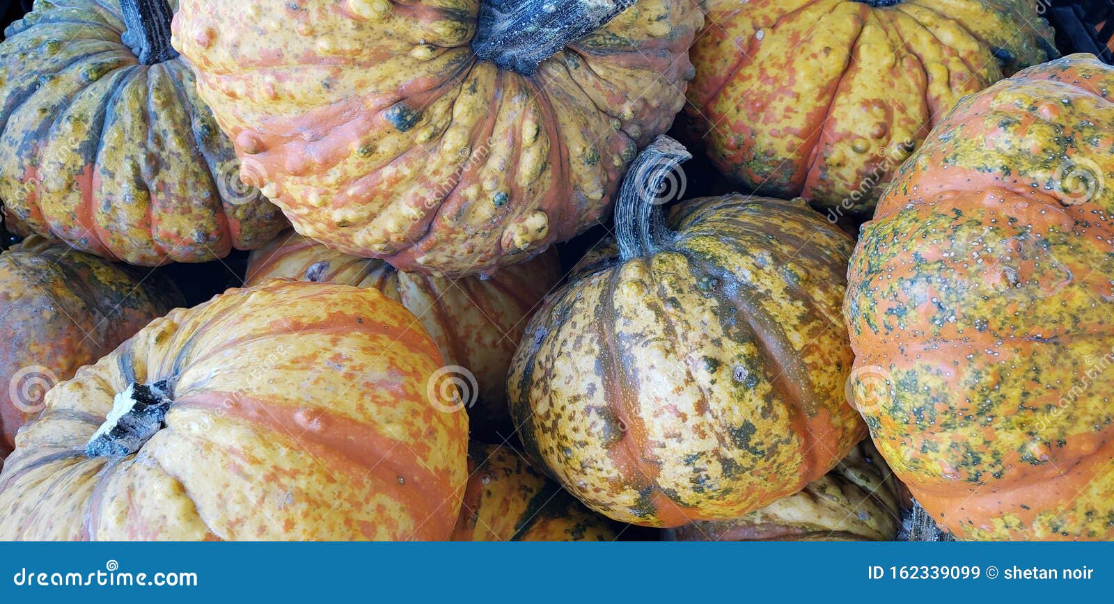 Yellow and Orange Bumpy Pumpkins with Stems Stock Image - Image of ...