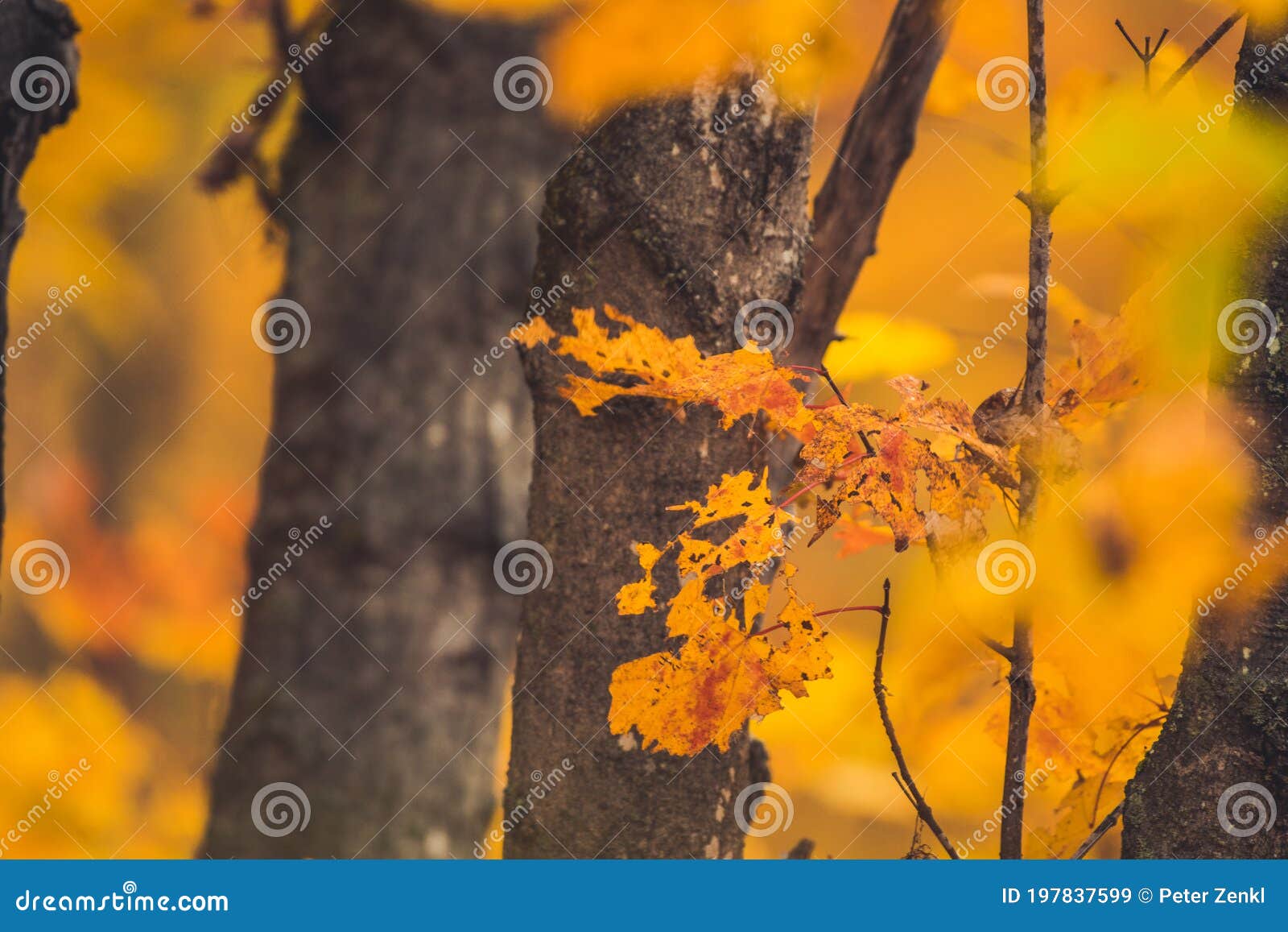 Yellow Colors in a Maple Tree Forest Stock Image - Image of beautiful ...