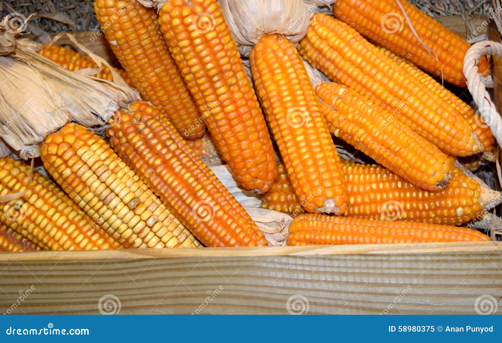Yellow Orange Corn for Animals in Wood Box Stock Image - Image of ...
