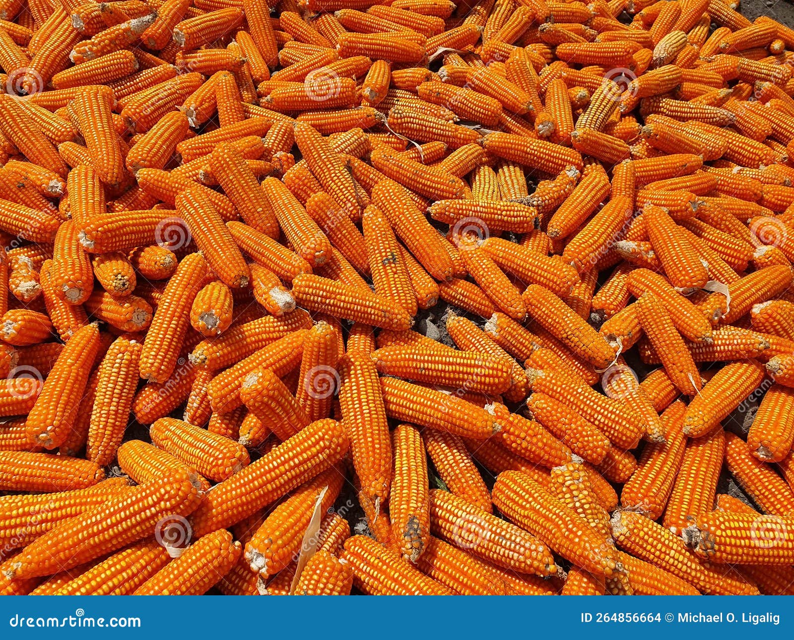 Yellow Orange Corn Exposed Under the Sun Stock Photo - Image of exposed ...