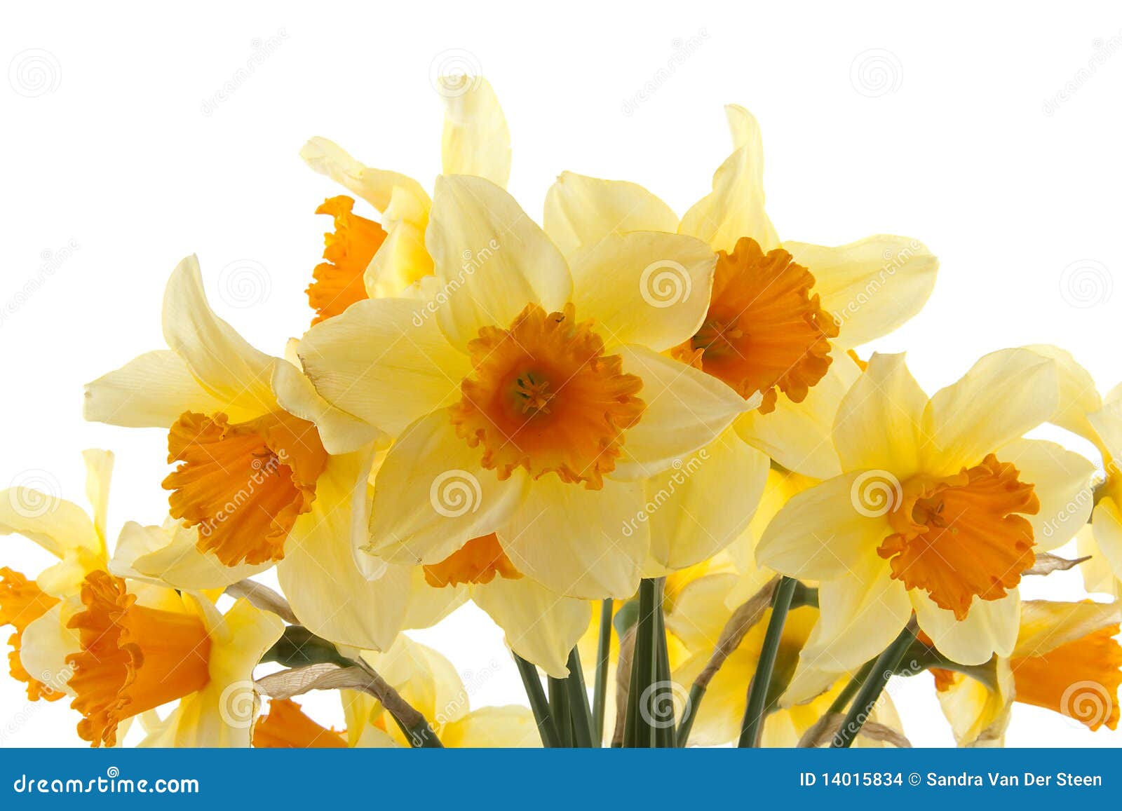 Daffodil Flowers Stock Photography | CartoonDealer.com #601376