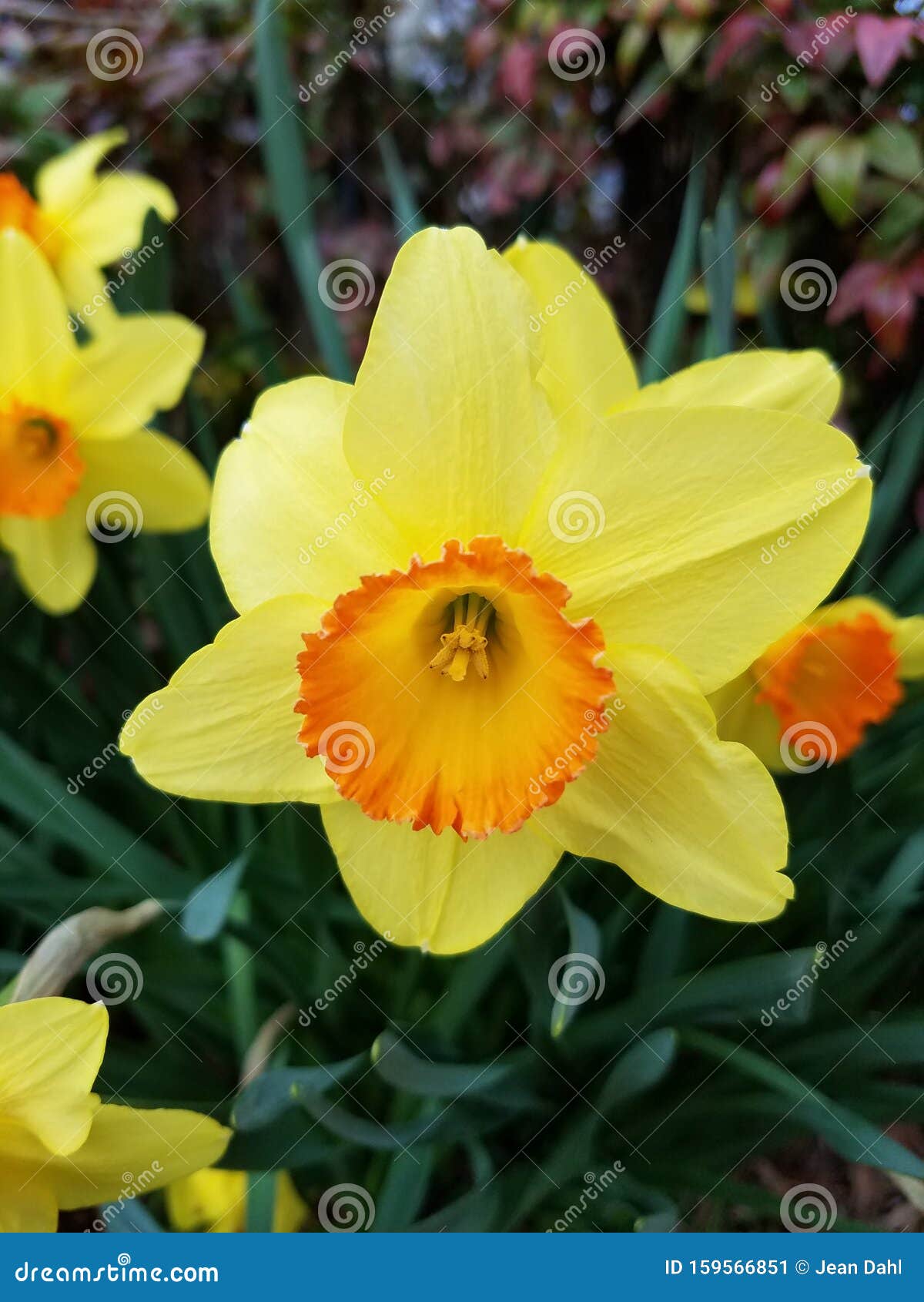 Yellow and Orange Daffodils Stock Image - Image of spring, orange ...