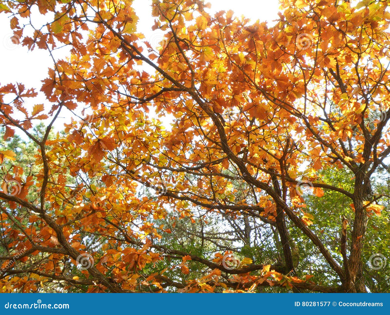 Yellow and Orange Fall Foliage in the Afternoon Sunlight Stock Image ...