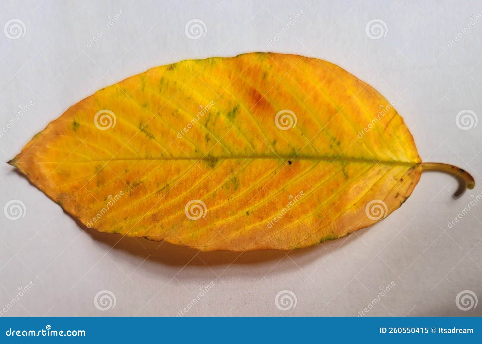Yellow-orange Fall leaf editorial image. Image of yellow - 260550415