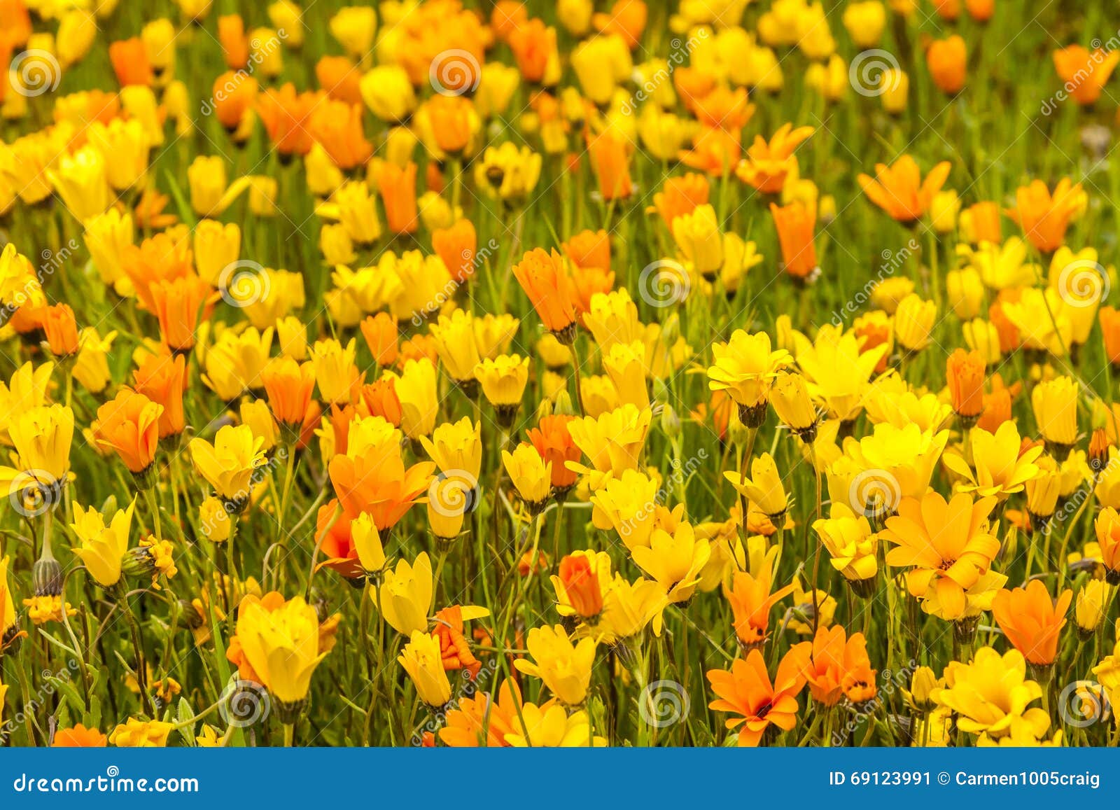 Yellow and Orange Flowers stock image. Image of morro - 69123991
