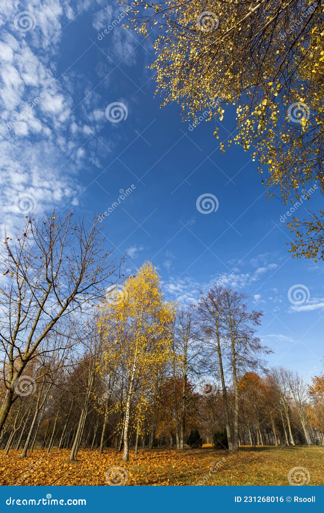 Yellow and Orange Foliage on Birch Trees Stock Photo - Image of golden ...