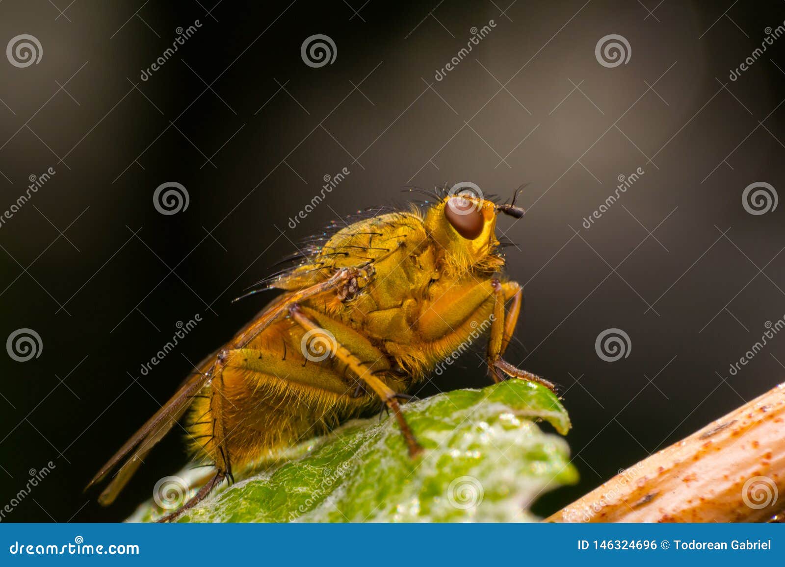 Yellow-orange Fruit Fly with Big Orange Eyes, on Bright Green Leaf ...