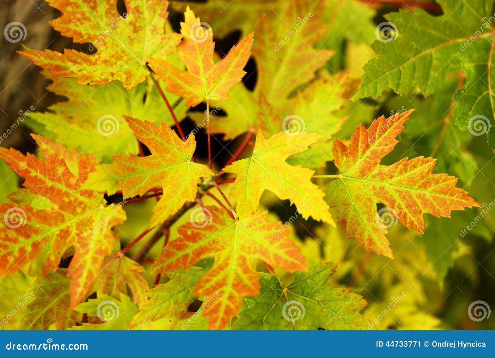 Yellow, Orange and Green Autumn Maple Leaves Stock Image - Image of ...