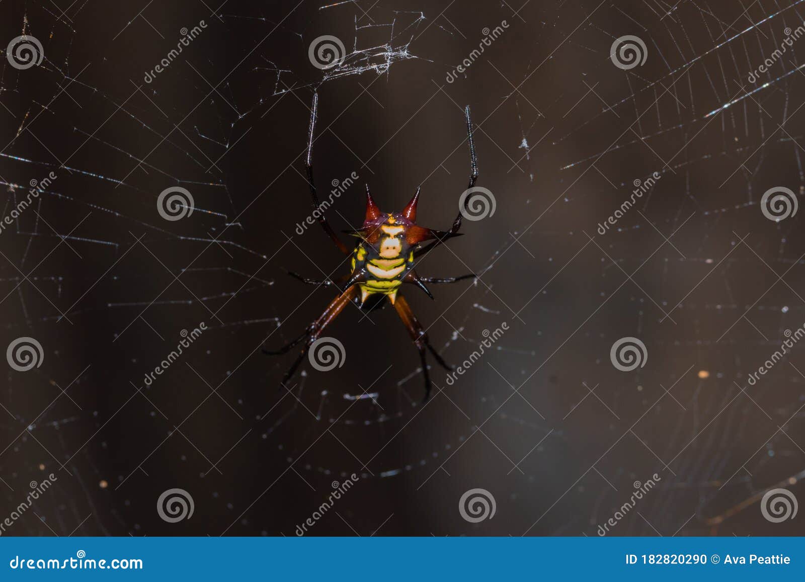 Orange-horned Green Colonel, Odontomyia Angulata Feeding On Oxeye Daisy ...