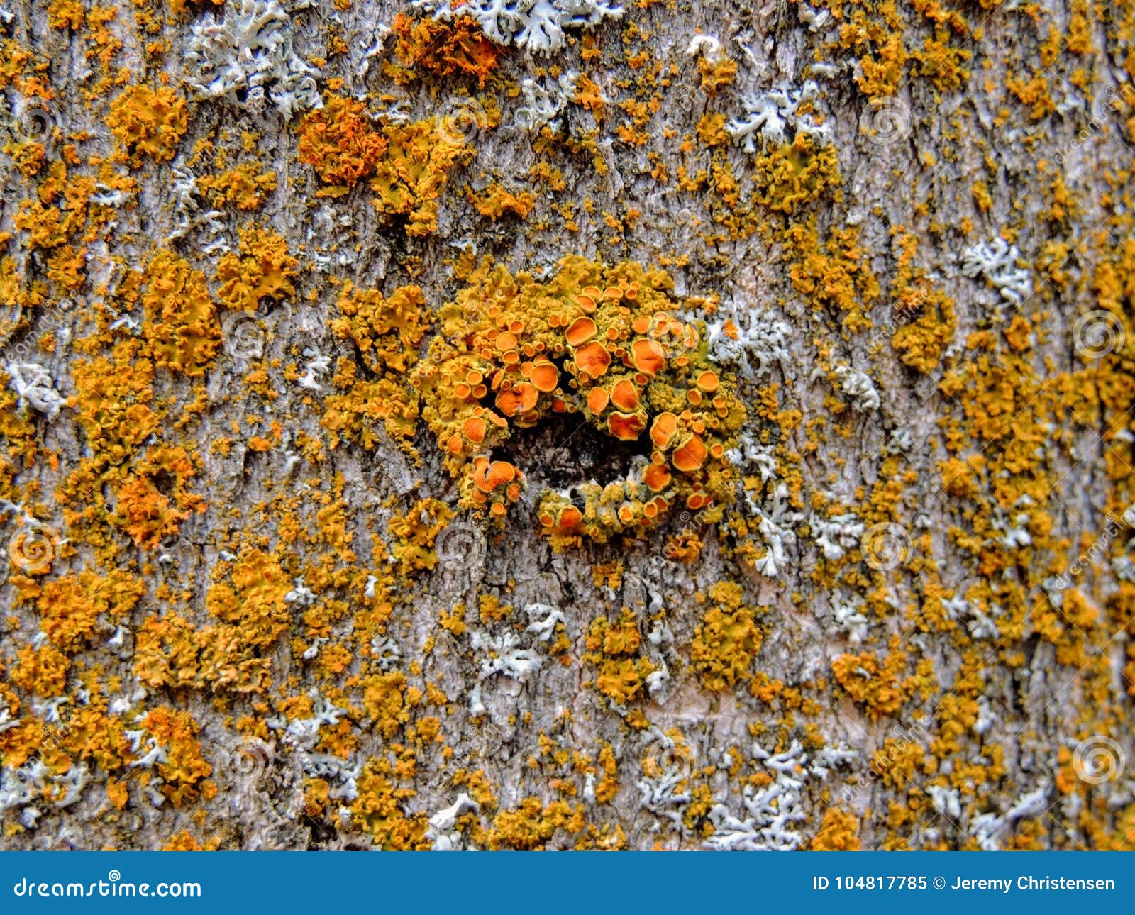 Yellow and Orange Lichen on Tree Bark, Symbiotic Combination of a ...
