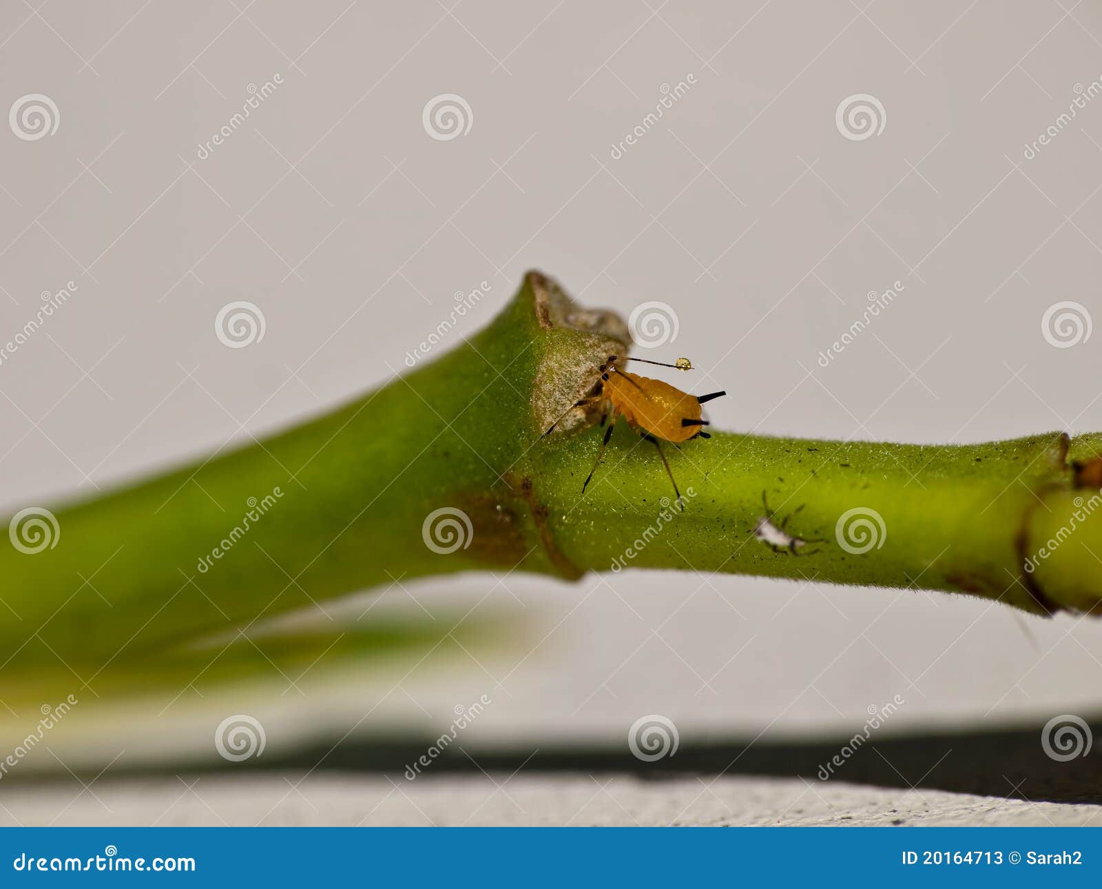 Yellow Orange Oleander Aphid Macro - Aphis Nerii Stock Image - Image of ...
