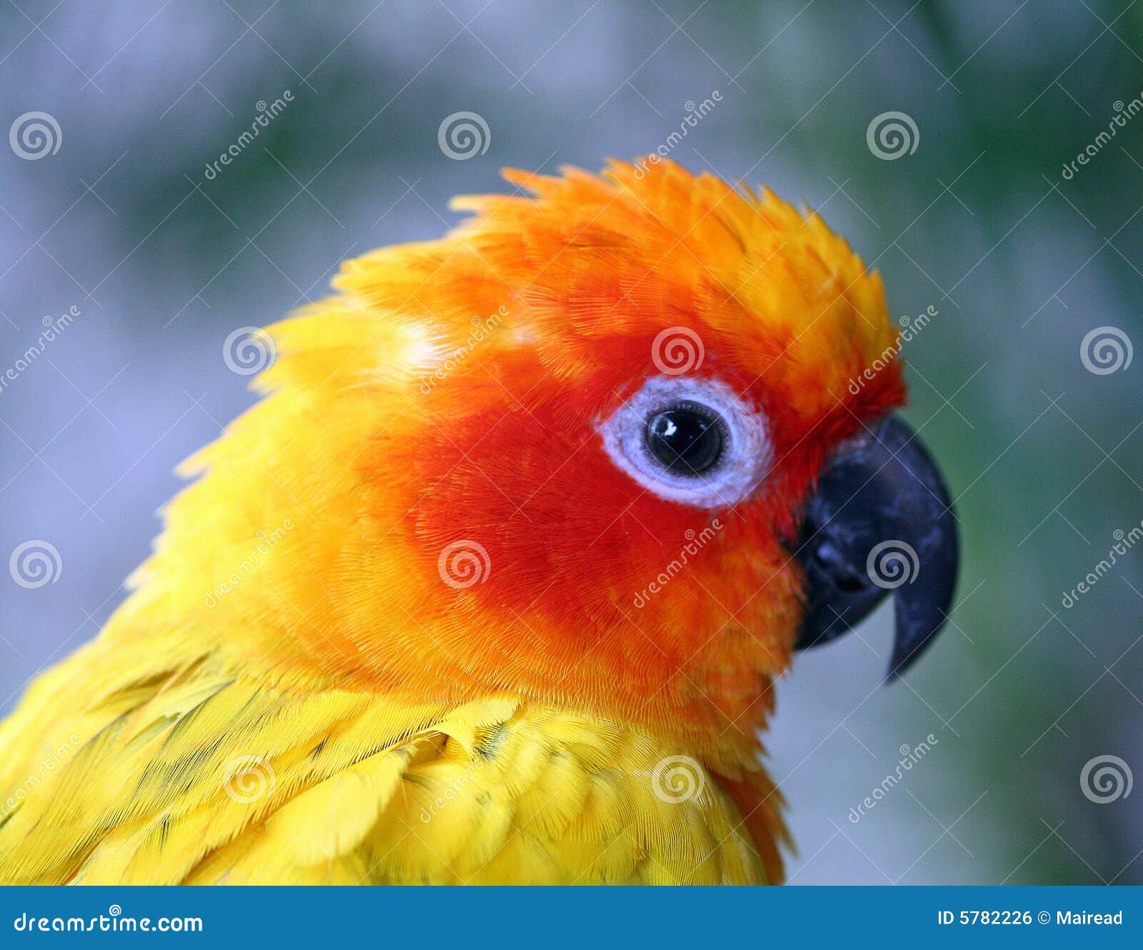 Yellow and orange parrot stock photo. Image of fauna, colours - 5782226