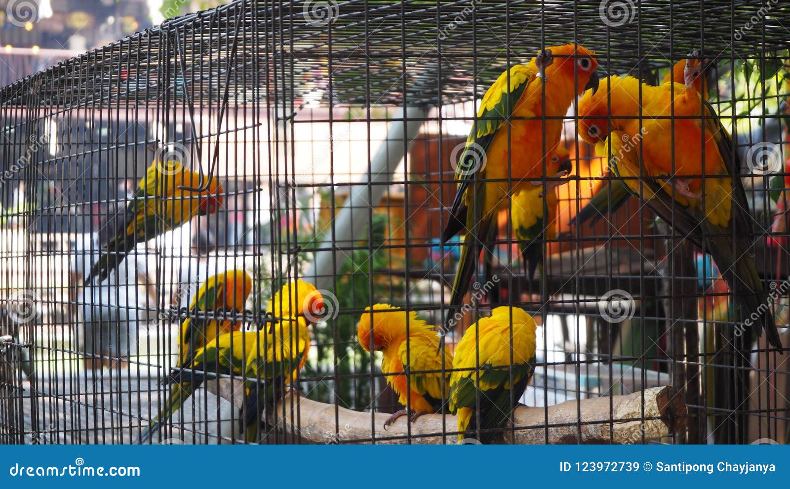 Yellow and Orange Parrot in a Cage at Public Park. Jandaya Parakeet ... Yellow and Orange Parrot in a Cage at Public Park. Jandaya Parakeet ...