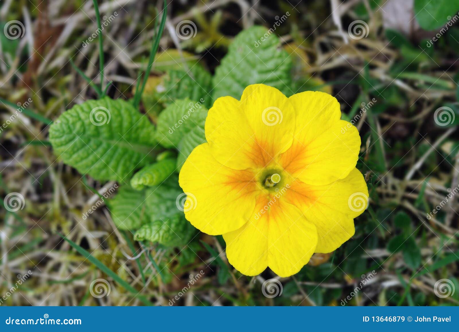 Yellow and Orange Primrose (primula) Stock Image - Image of pretty ...