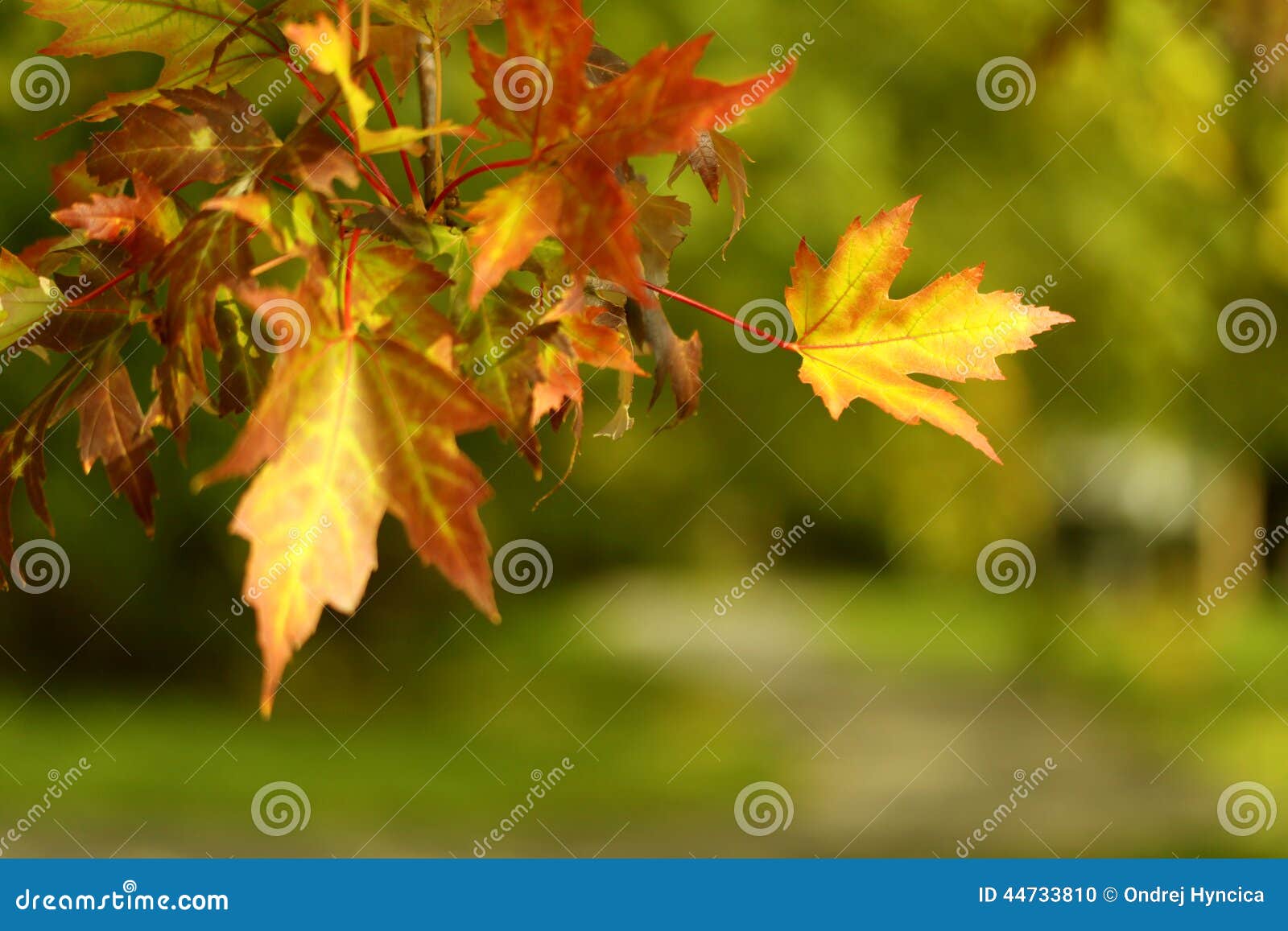 181,180 Autumn Maple Tree Park Stock Photos - Free & Royalty-Free Stock ...