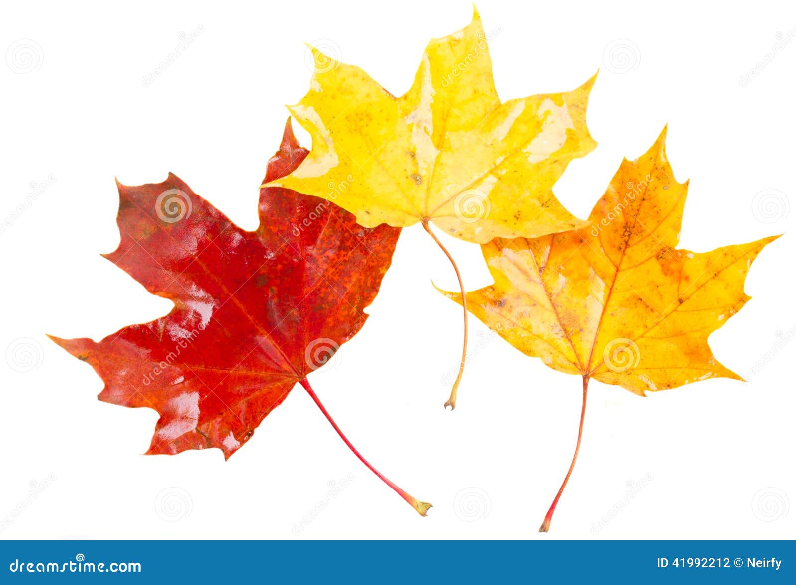 Yellow, Orange and Red Fall Leaves Stock Photo - Image of forest, color ...