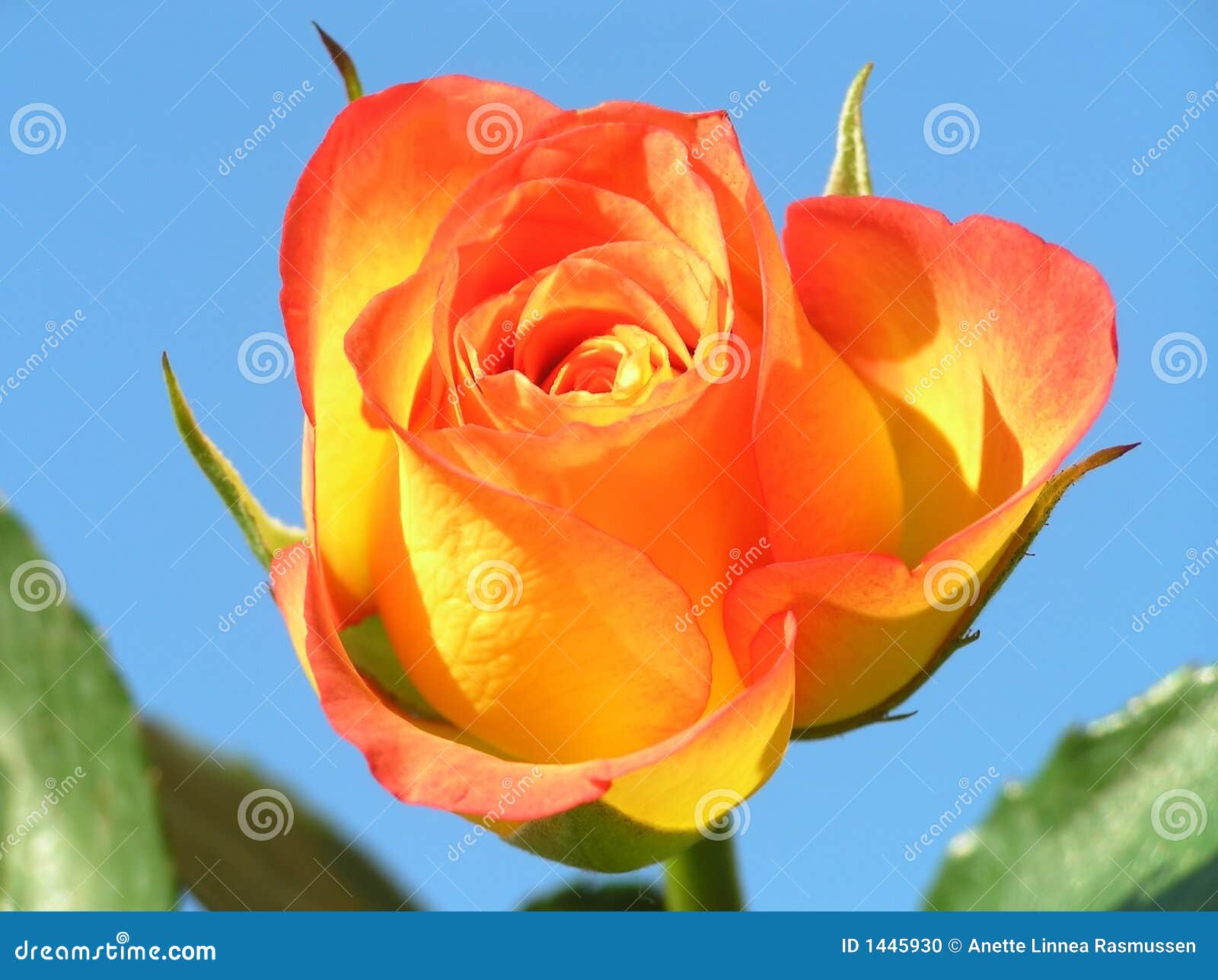 Yellow and orange rose stock photo. Image of concept, floral - 1445930