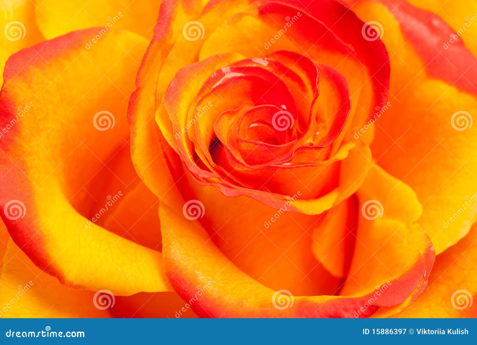 Yellow and orange rose stock image. Image of elegant - 15886397