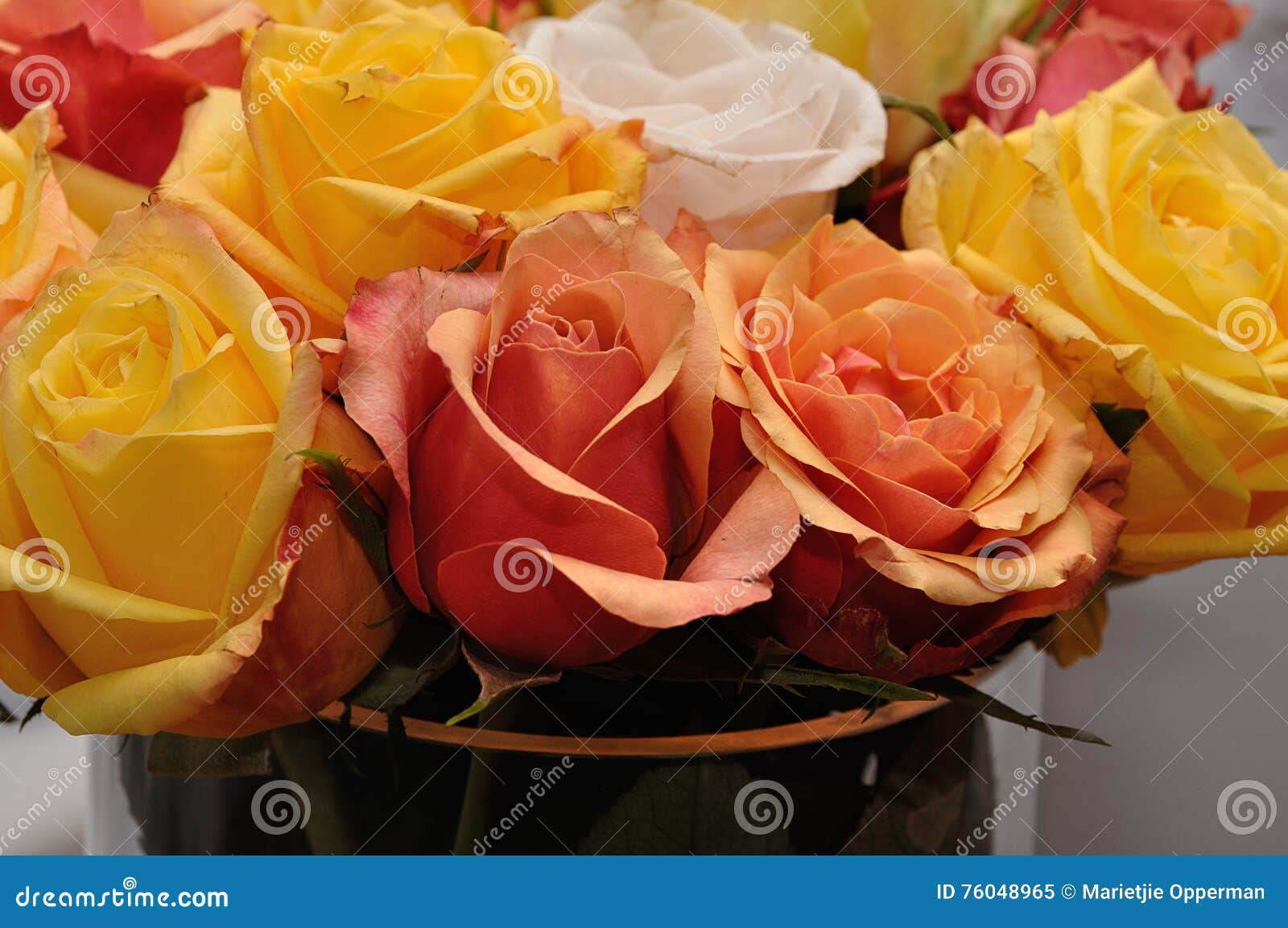 Yellow and orange roses stock image. Image of color, nature - 76048965