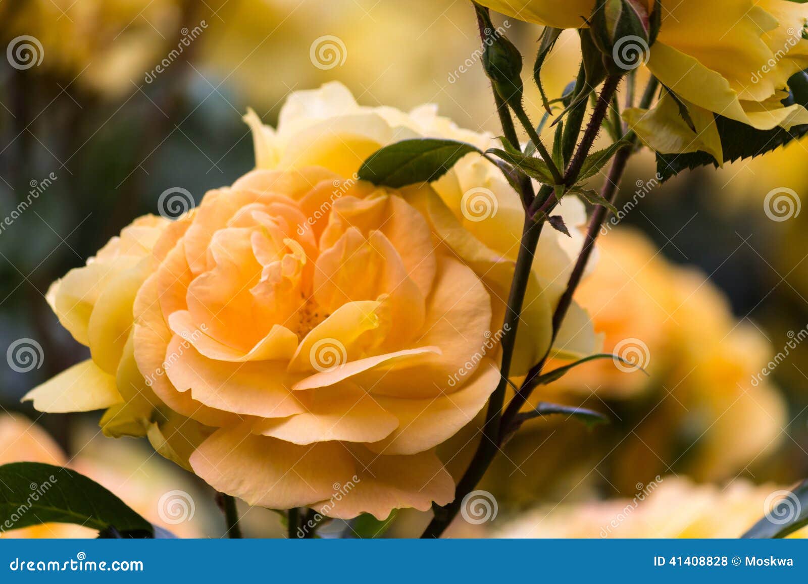 Yellow and Orange Roses in Garden Stock Photo - Image of roses, elegant ...