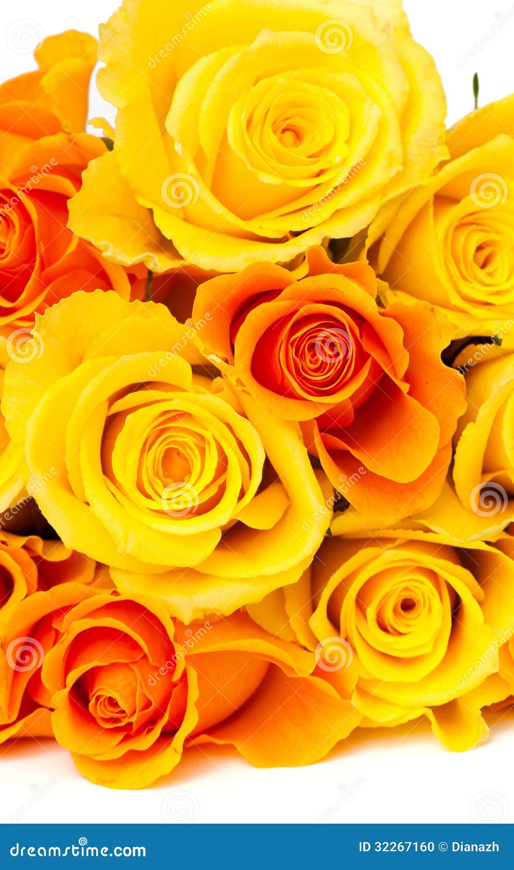 Yellow and orange roses stock photo. Image of emotion - 32267160