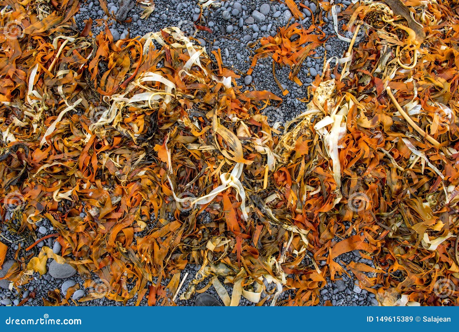 Yellow and Orange Seaweed, Algae Stock Image - Image of edible, coast ...