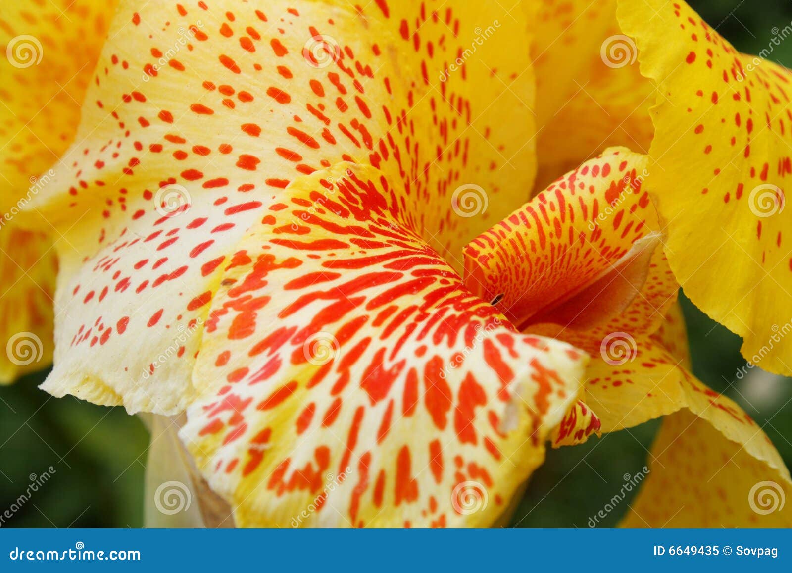 Yellow Orange Spotted Flower Stock Image - Image of opening, delicate ...