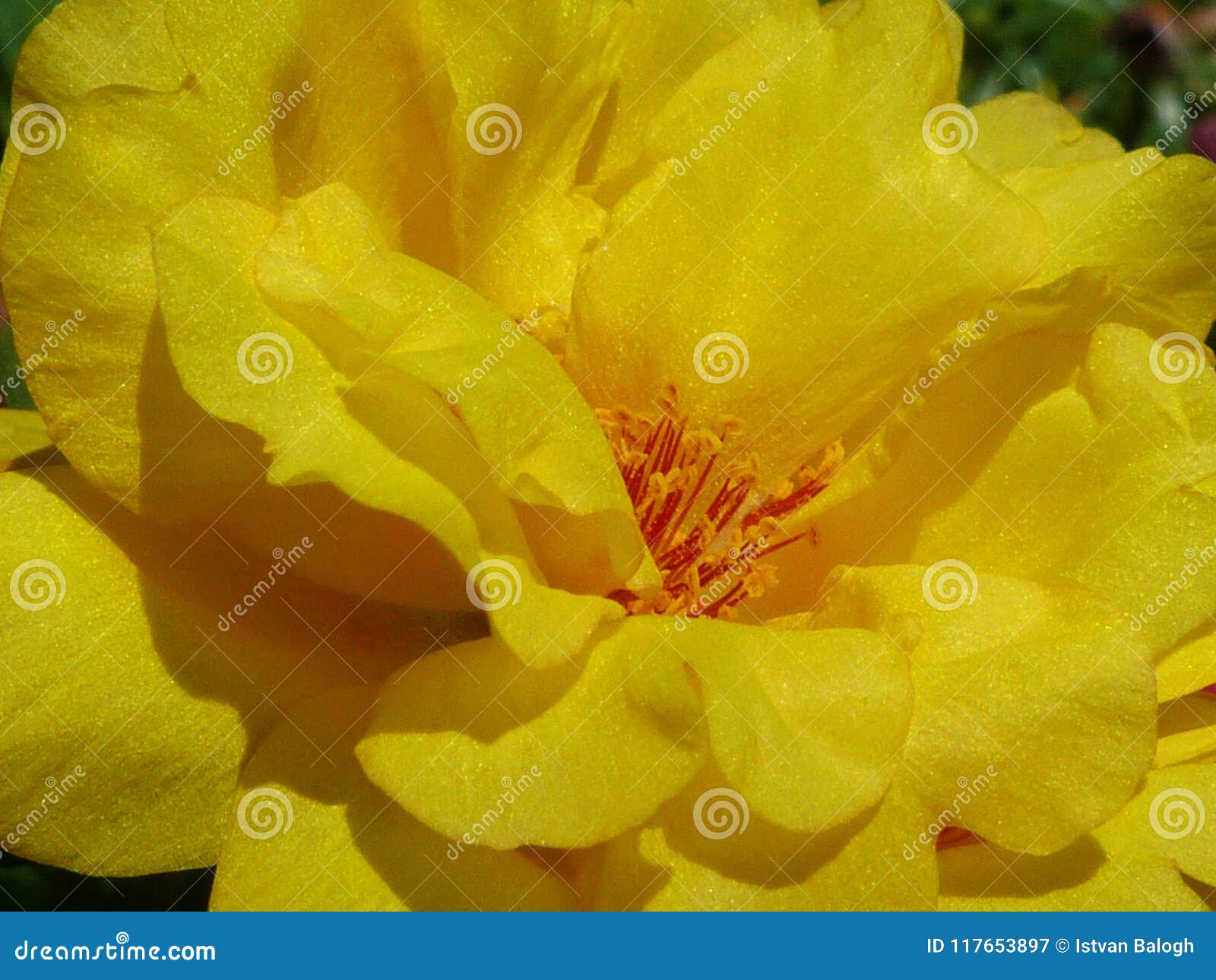 Yellow and Orange Spring Flower with Pollination System in Close-up ...