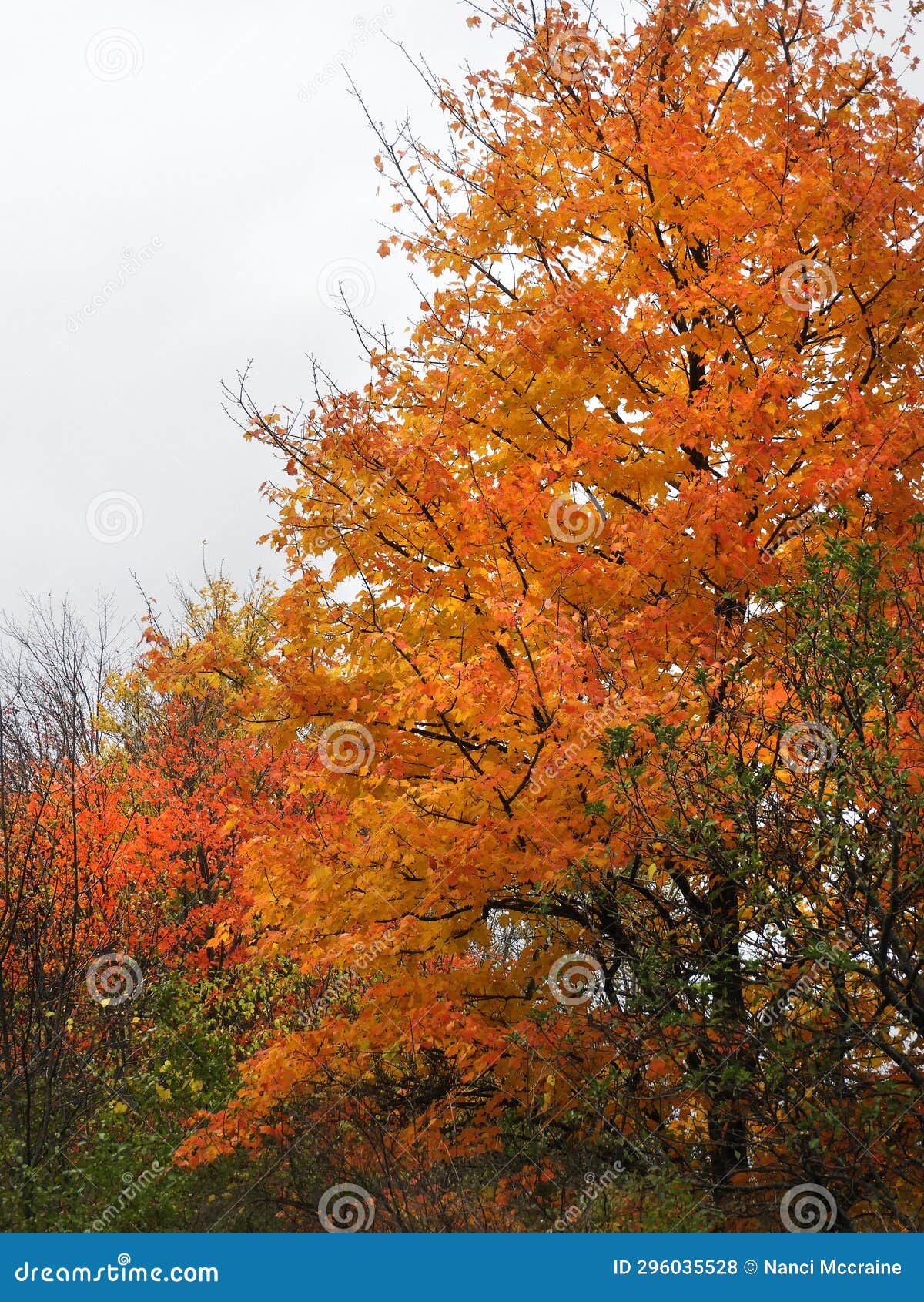 Yellow Orange Tree Foliage during Autumn Season in NYS Stock Photo ...