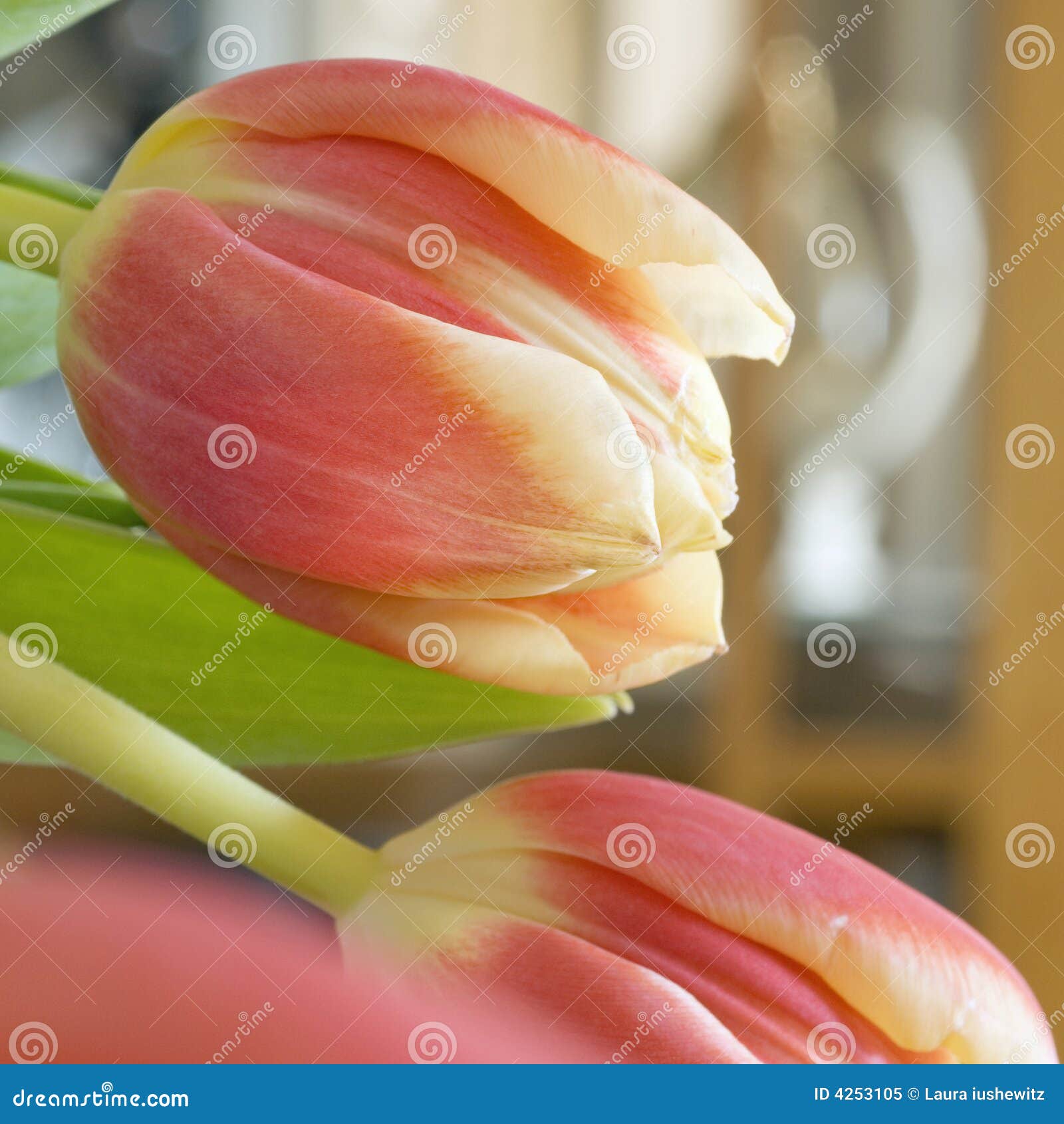 Yellow Orange Tulips Square Stock Image - Image of genre, flowers: 4253105