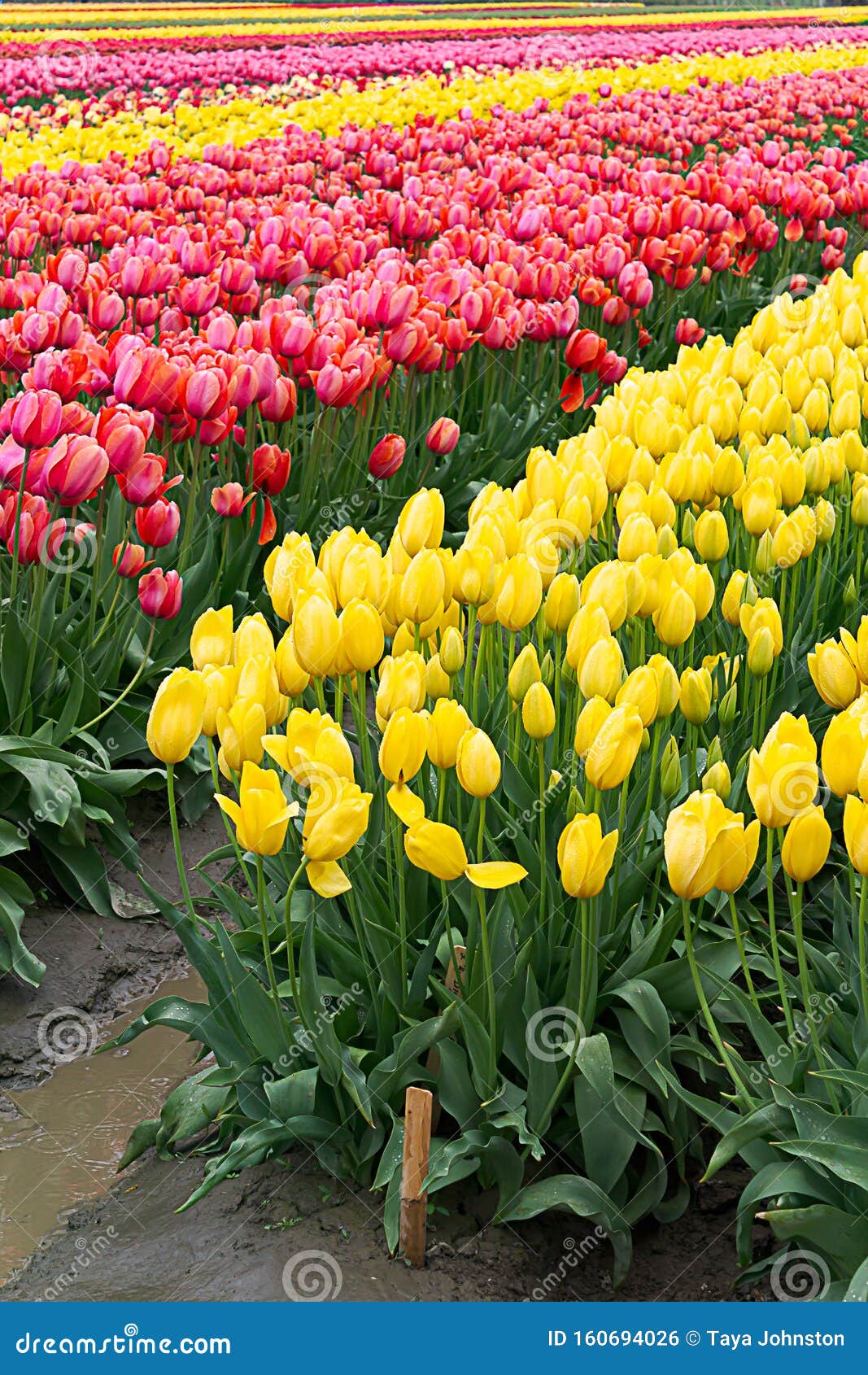Yellow and Orange Tulips in Stripes of Variegated Tulips Being ...