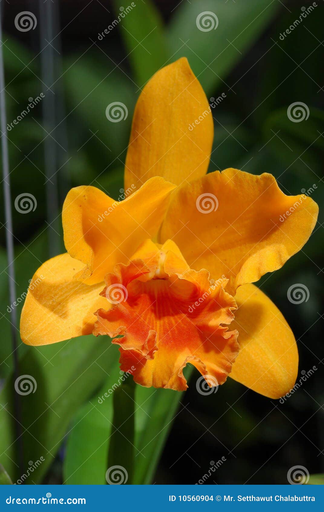 Yellow orchid stock photo. Image of asia, green, plant - 10560904
