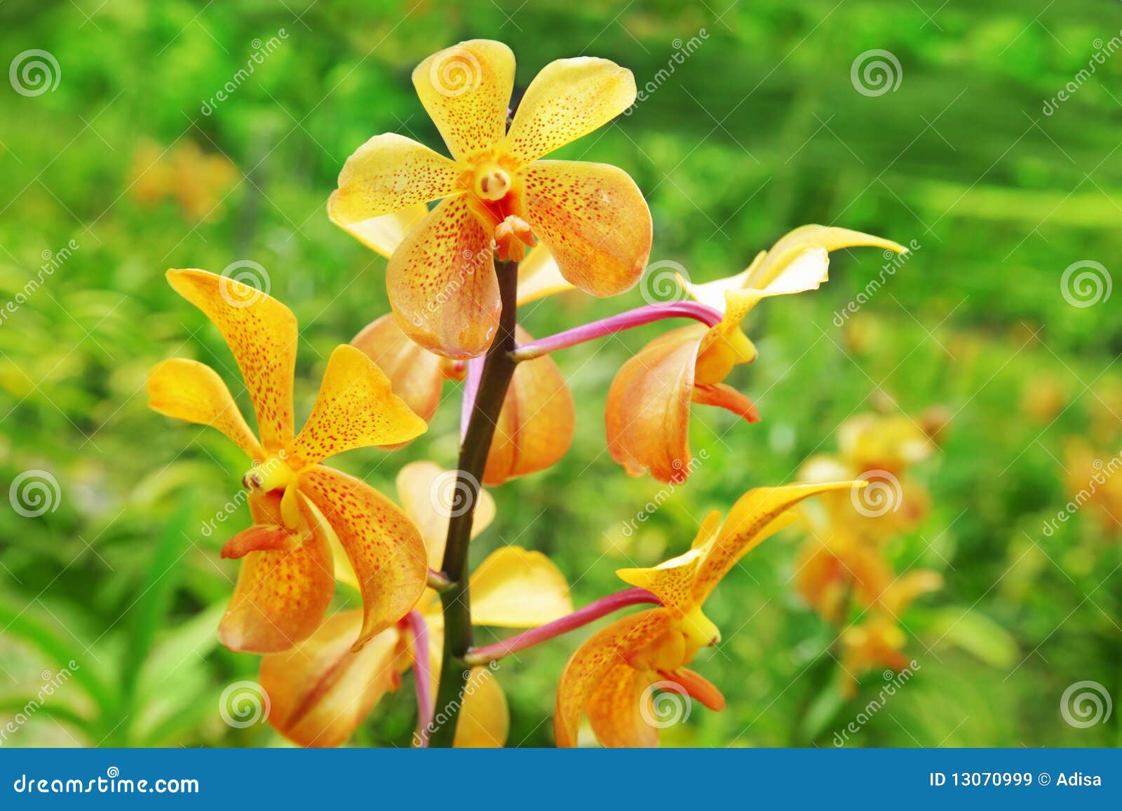 Yellow orchid stock image. Image of colorful, fresh, colored - 13070999