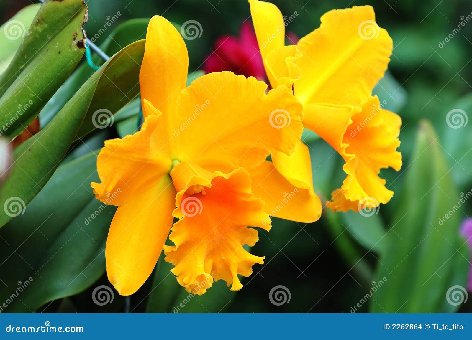 Yellow orchid stock photo. Image of horticulture, flower - 2262864