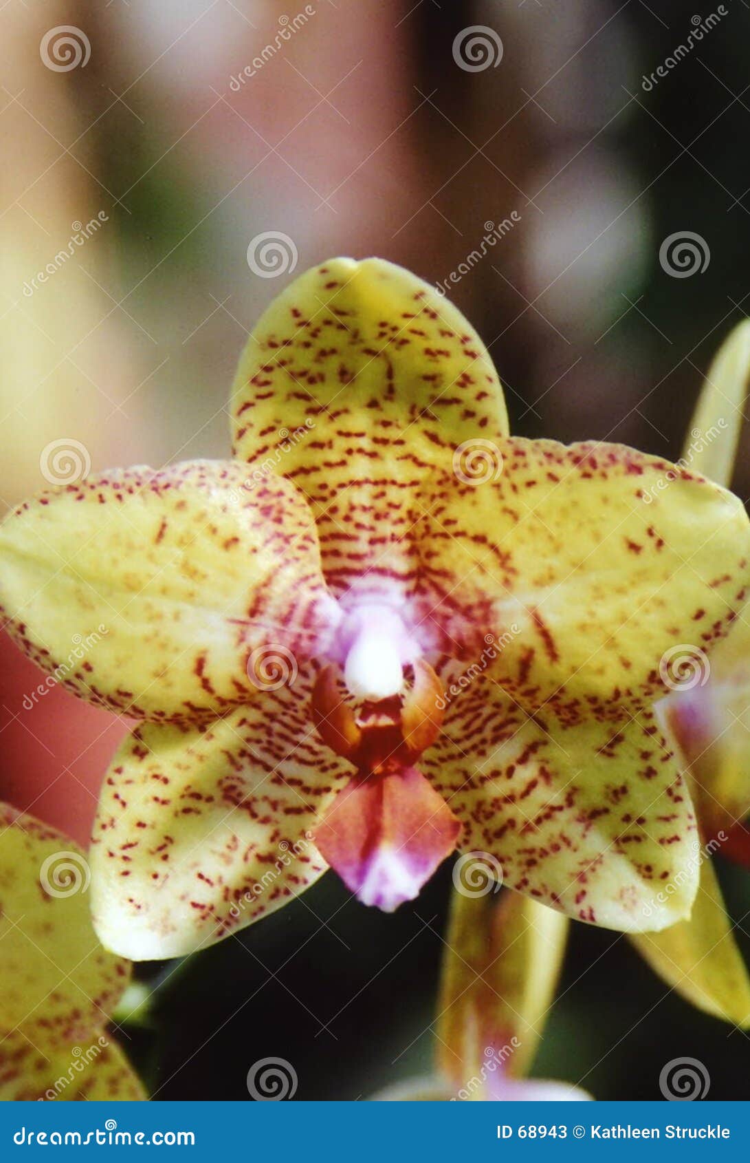 Yellow orchid stock image. Image of orchid, special, unique - 68943