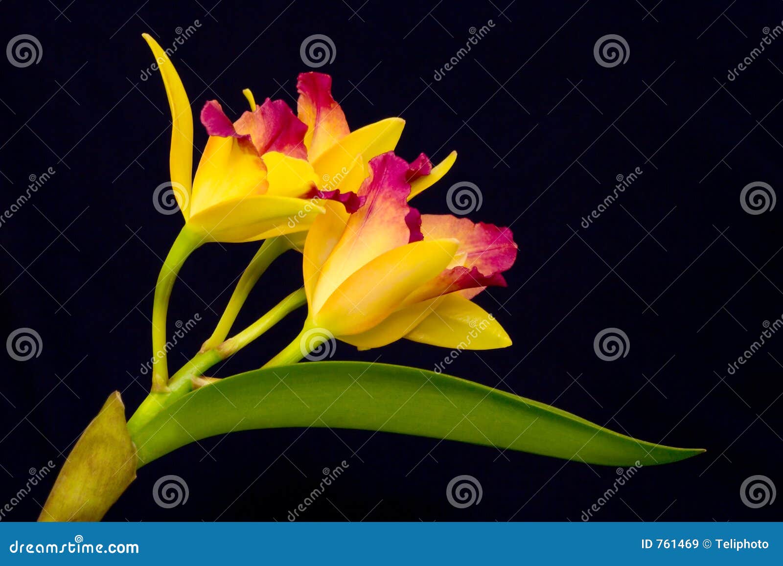 Yellow Orchid stock image. Image of petals, blooming, lovely - 761469