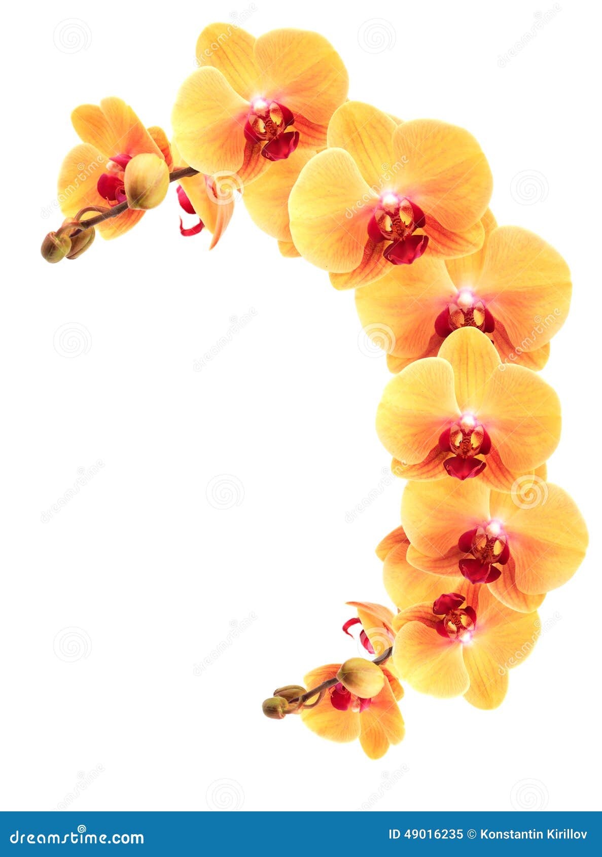 Yellow Orchid Border stock image. Image of petal, flora - 49016235