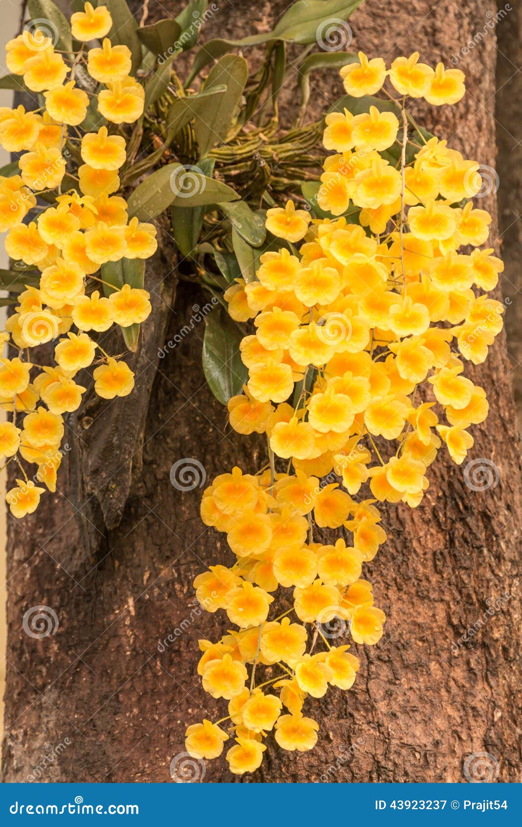 Yellow orchid stock image. Image of leaf, bouquet, blossom - 43923237