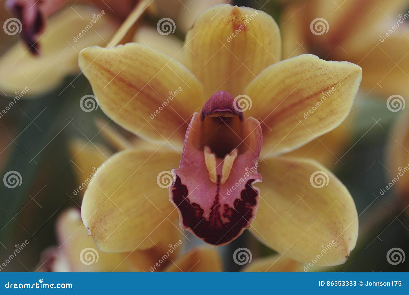 Yellow Orchid with Deep Red Stamen Stock Image - Image of petals ...