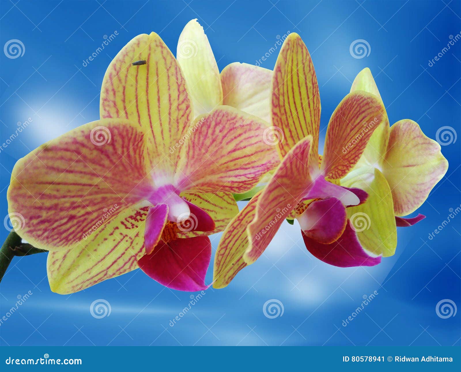 Orchit Flower Isolated Stock Photos - Free & Royalty-Free Stock Photos ...