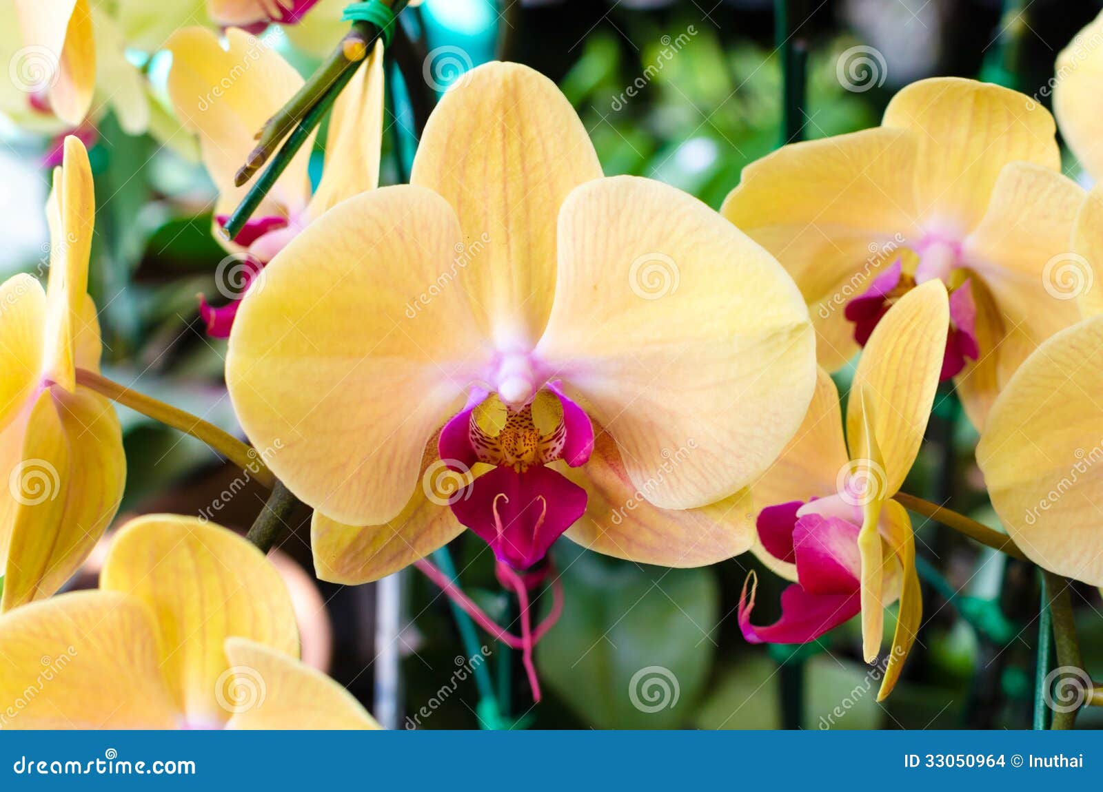 Yellow orchid flowers stock photo. Image of botanical - 33050964