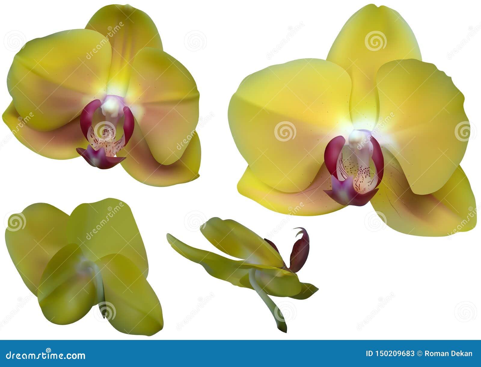 Yellow Orchid Vector Illustration - High-quality Clipart Image ...