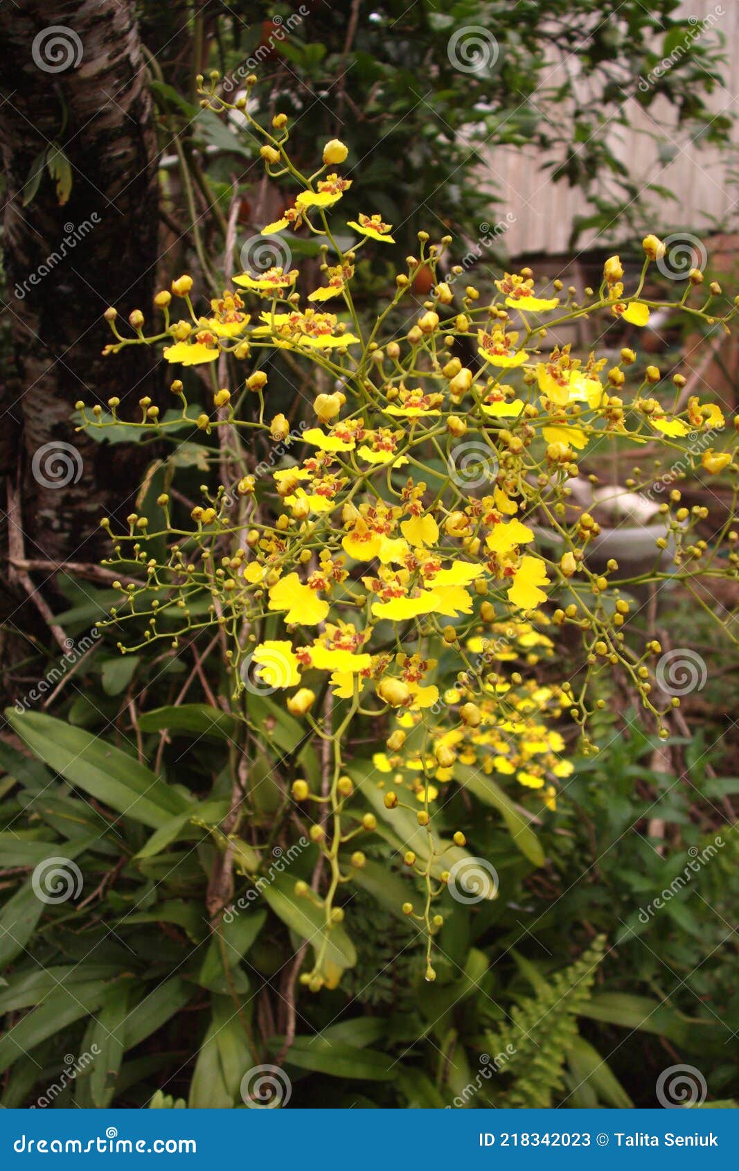 Yellow Orchid in a garden stock image. Image of autumn - 218342023