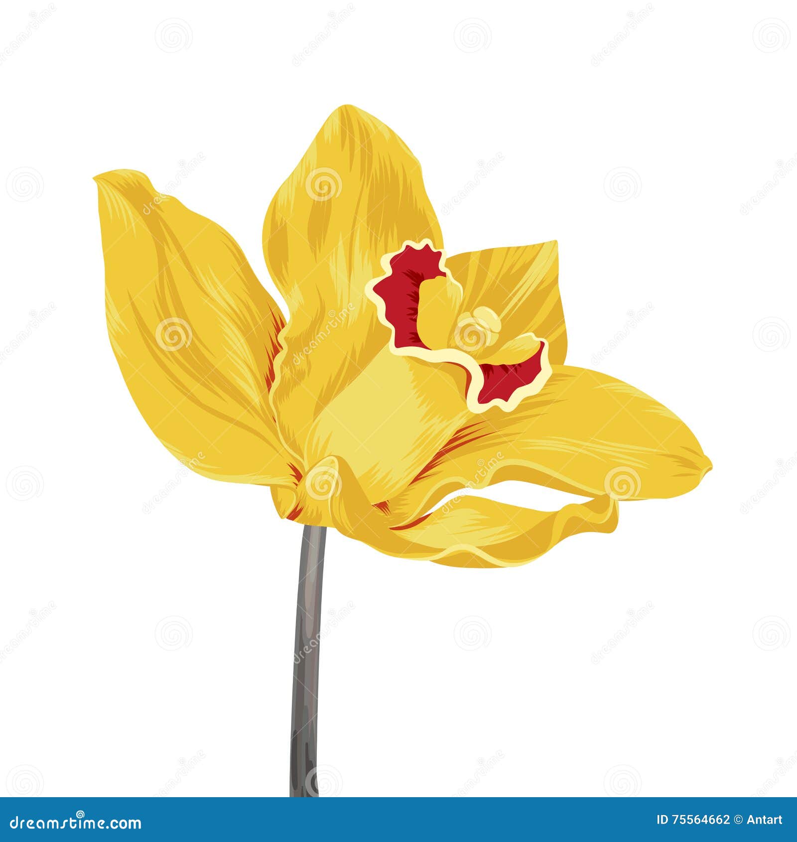 Yellow Orchid Vector Illustration - High-quality Clipart Image ...