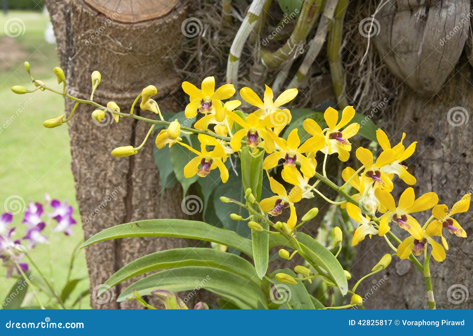 Yellow orchid stock image. Image of blooming, branch - 42825817