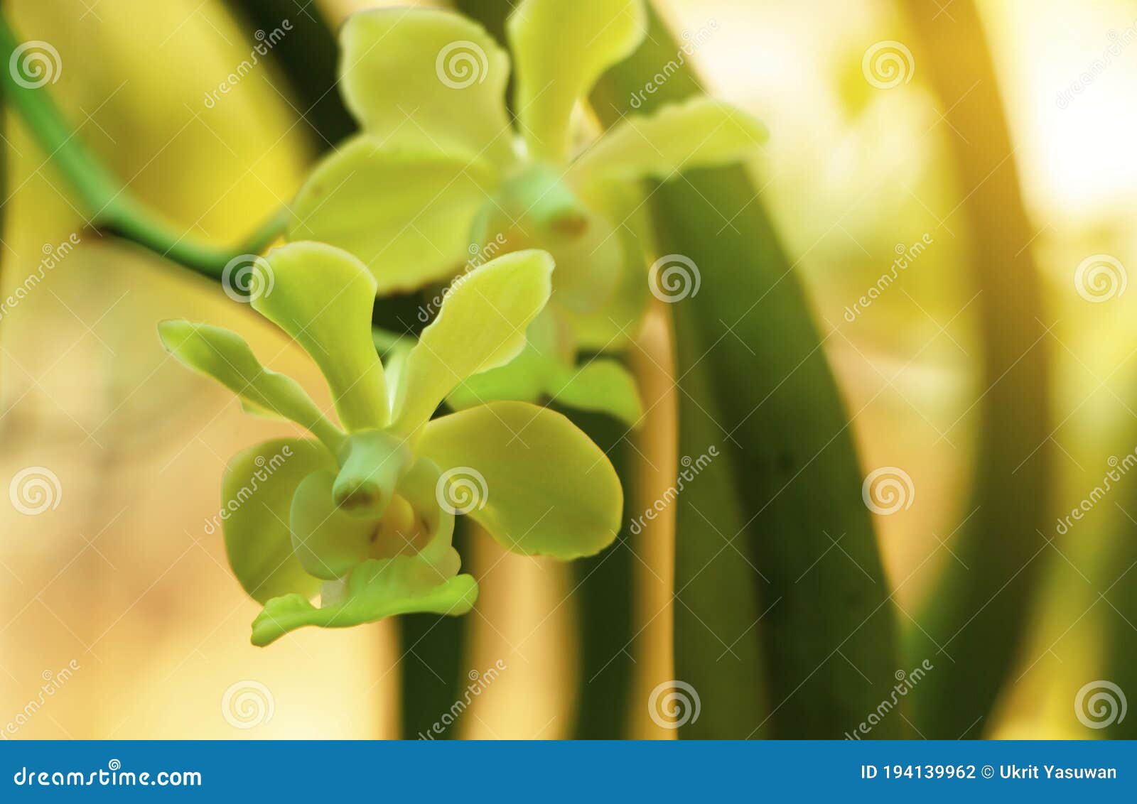Yellow orchid on a tree stock photo. Image of background - 194139962