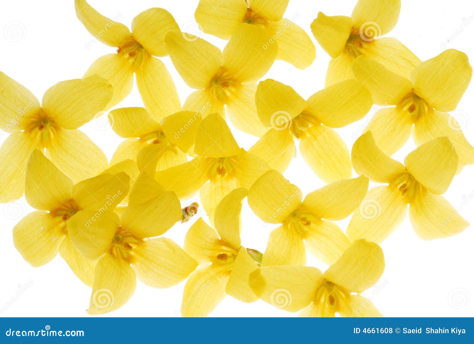 Yellow Orchids stock photo. Image of bright, mini, colorful - 4661608