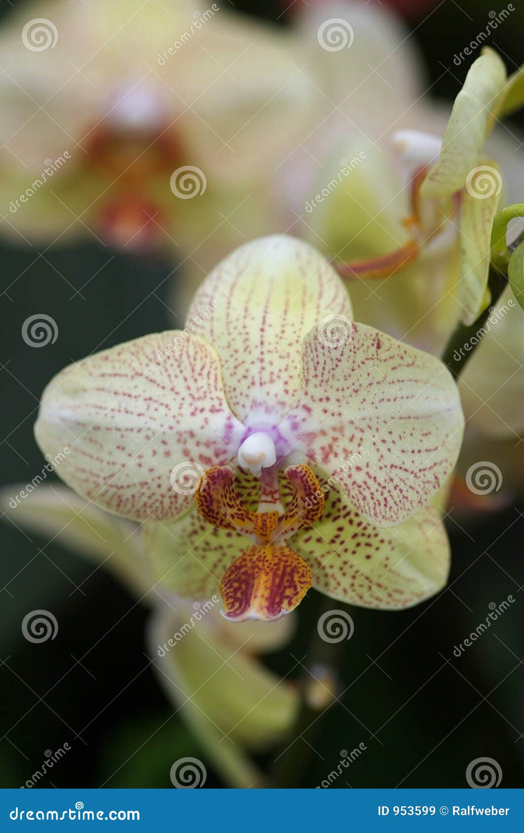 Yellow orchids stock image. Image of gardening, orchid - 953599