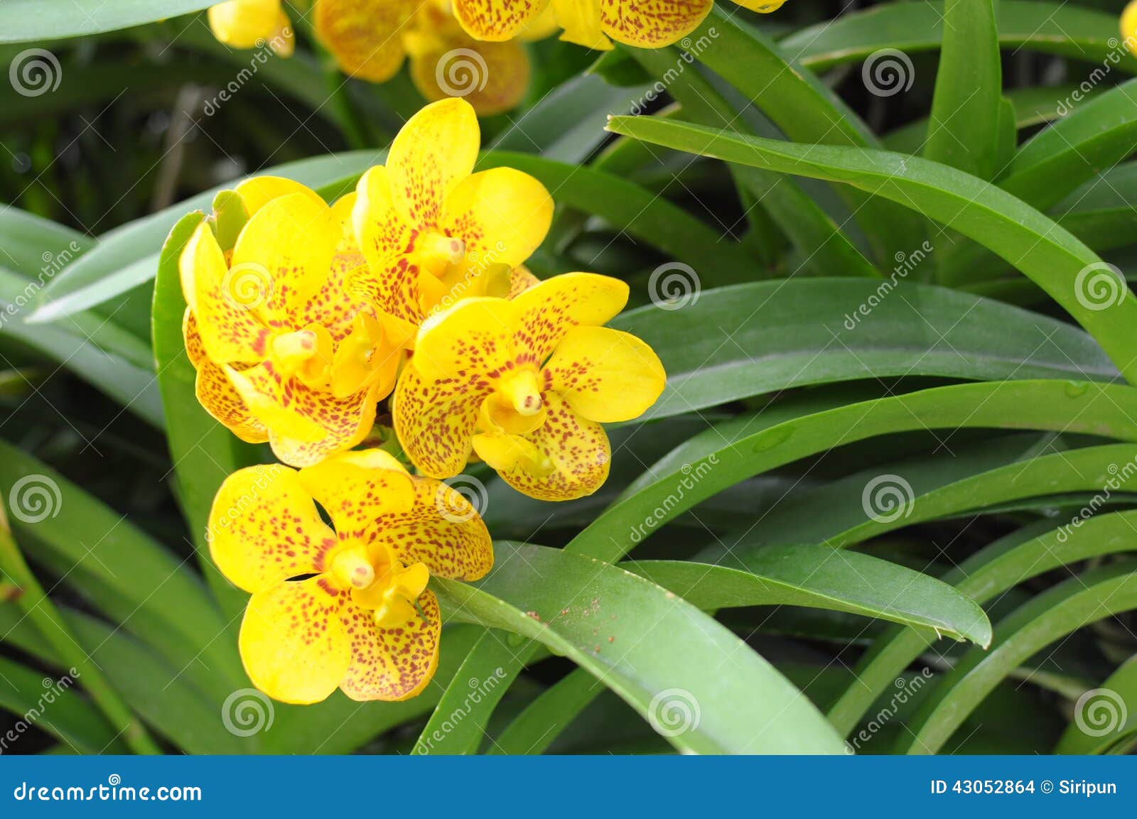 Yellow Orchids stock photo. Image of plant, yellow, flower - 43052864