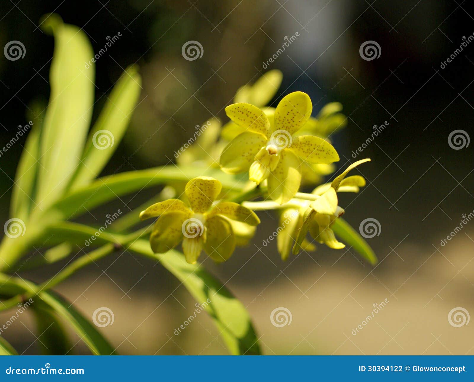 Yellow Orchids Growing on Tree Stock Photo - Image of cymbidium ...
